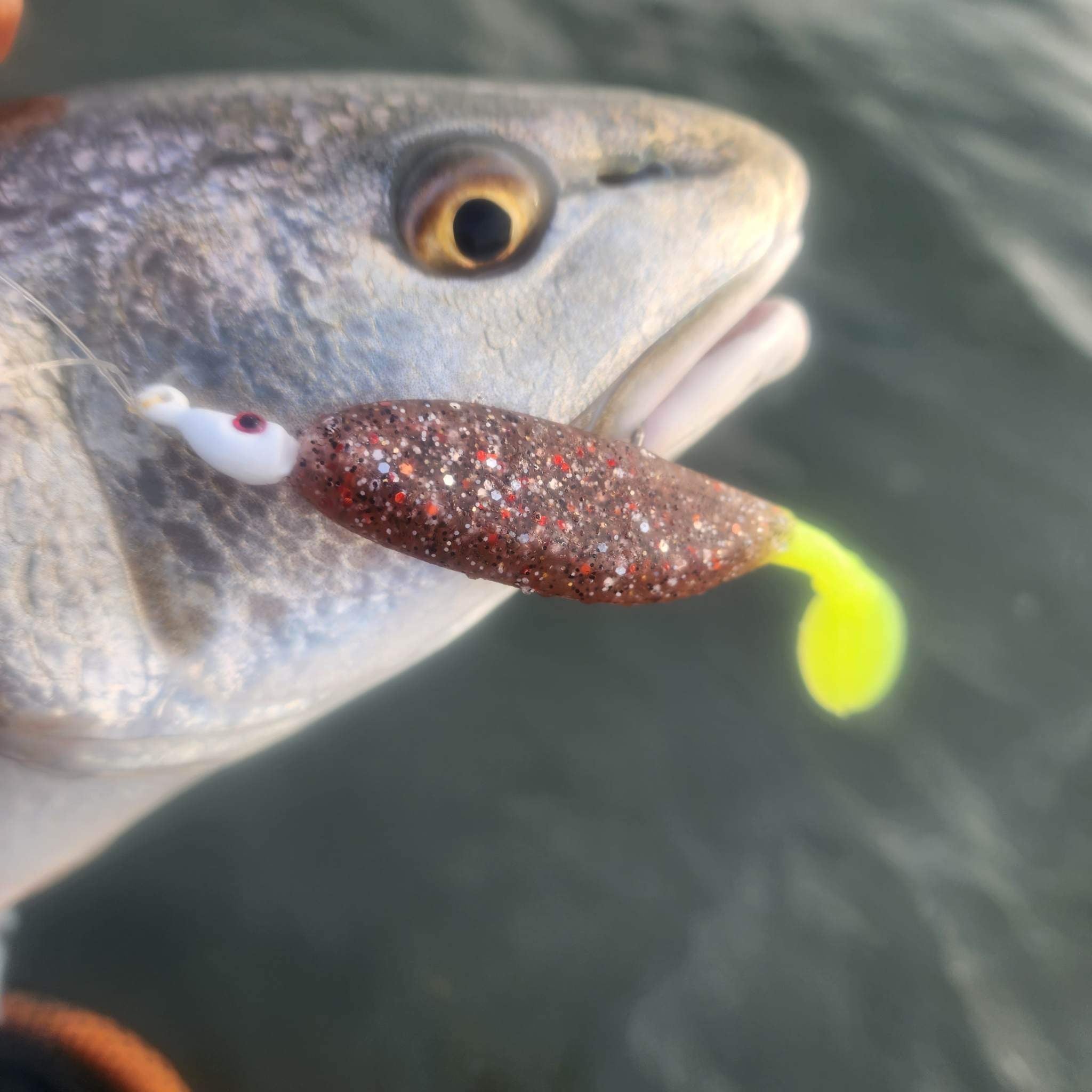 Paddle Tail Lures – Coast To Coast Lure Co